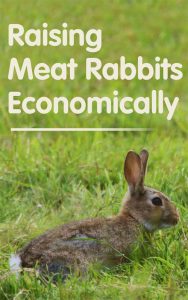 Raising Meat Rabbits Economically - Countryside
